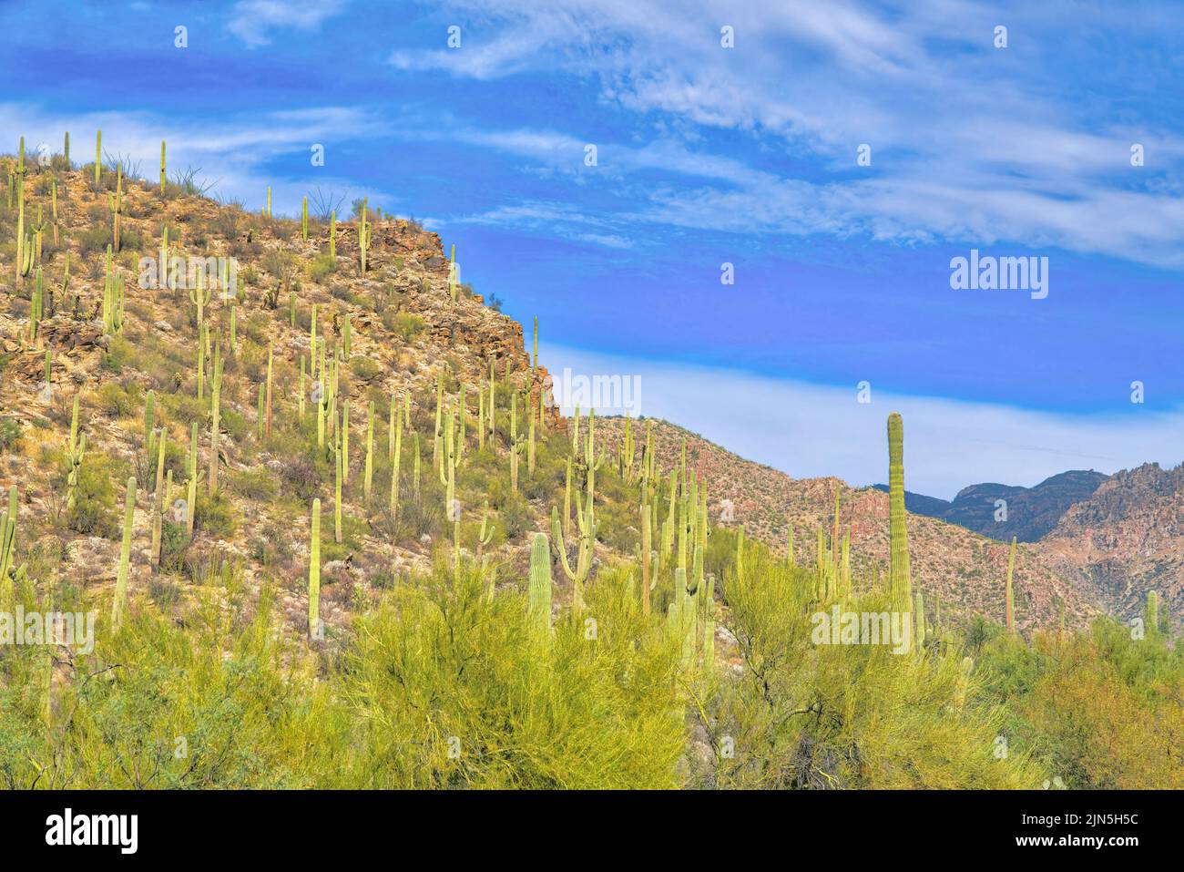 Mountain slopes with saguaro cactuses at Sabino Canyon State Park in ...