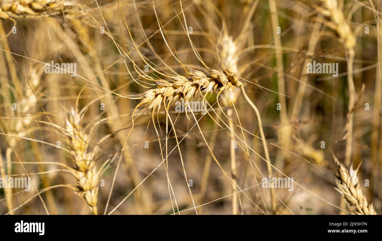 Golden wheat field. Beautiful nature sunset landscape. Meadow wheat ...