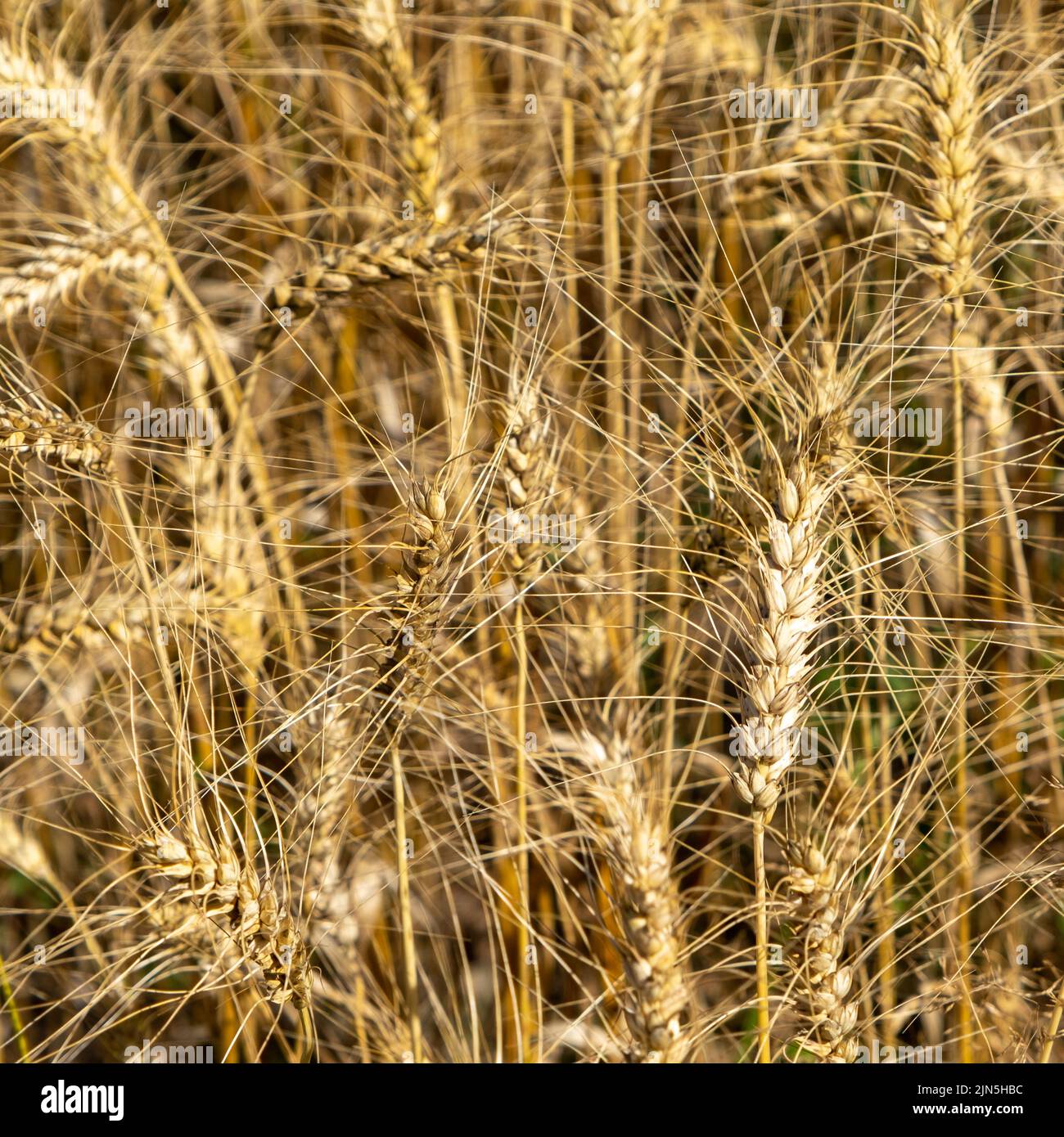 Golden wheat field. Beautiful nature sunset landscape. Meadow wheat ...