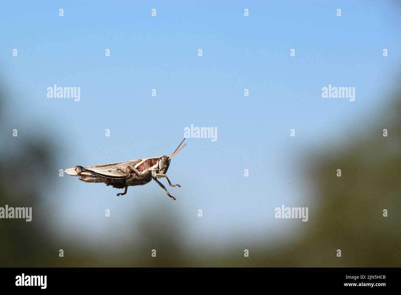 Rote Wanderheuschrecke / Red locust / Nomadacris septemfasciata Stock ...