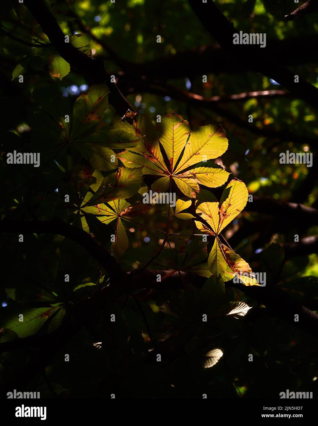 A vertical shot of the Chestnut leaves and the sunlight on it Stock ...