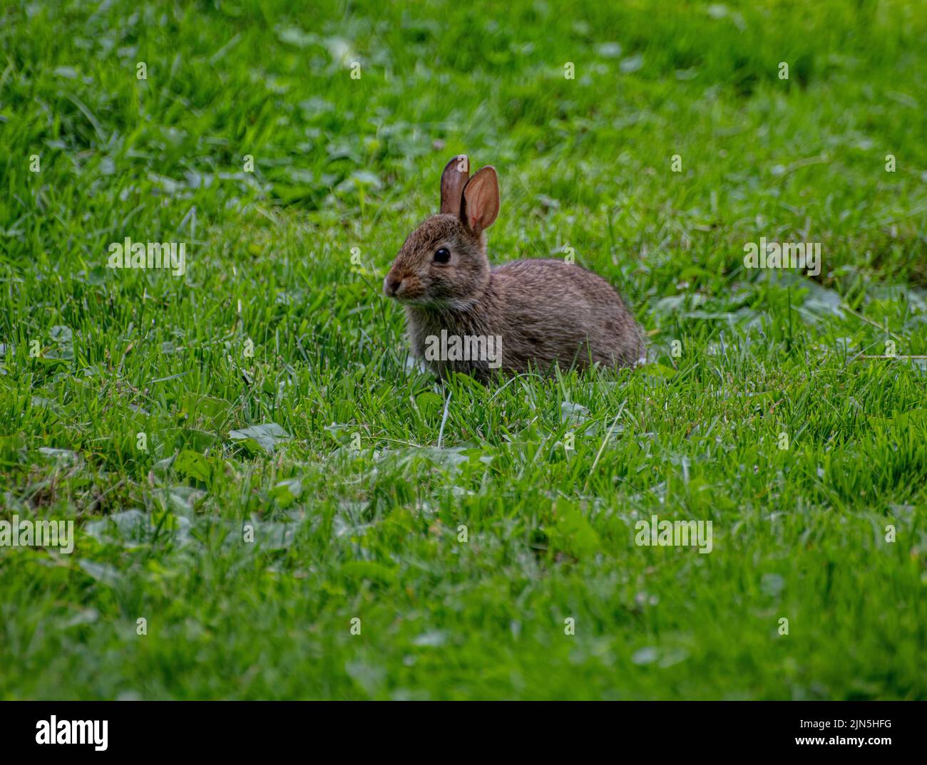 A cute rabbit on the grass outside Stock Photo - Alamy