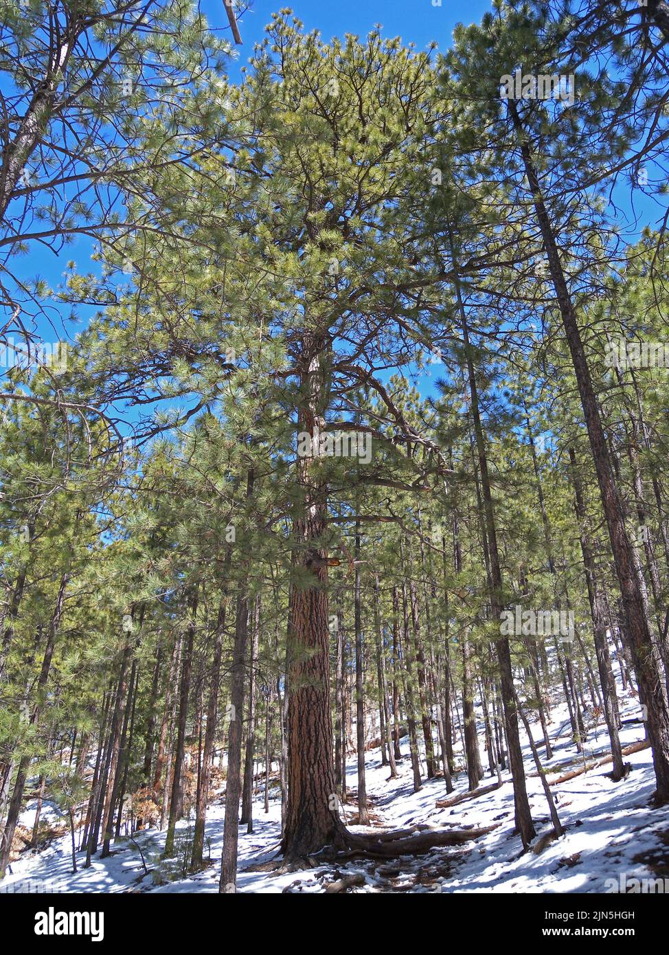 Piñon (Pinus edulis) forest on Chamisa trail. Sangre de Cristo range ...