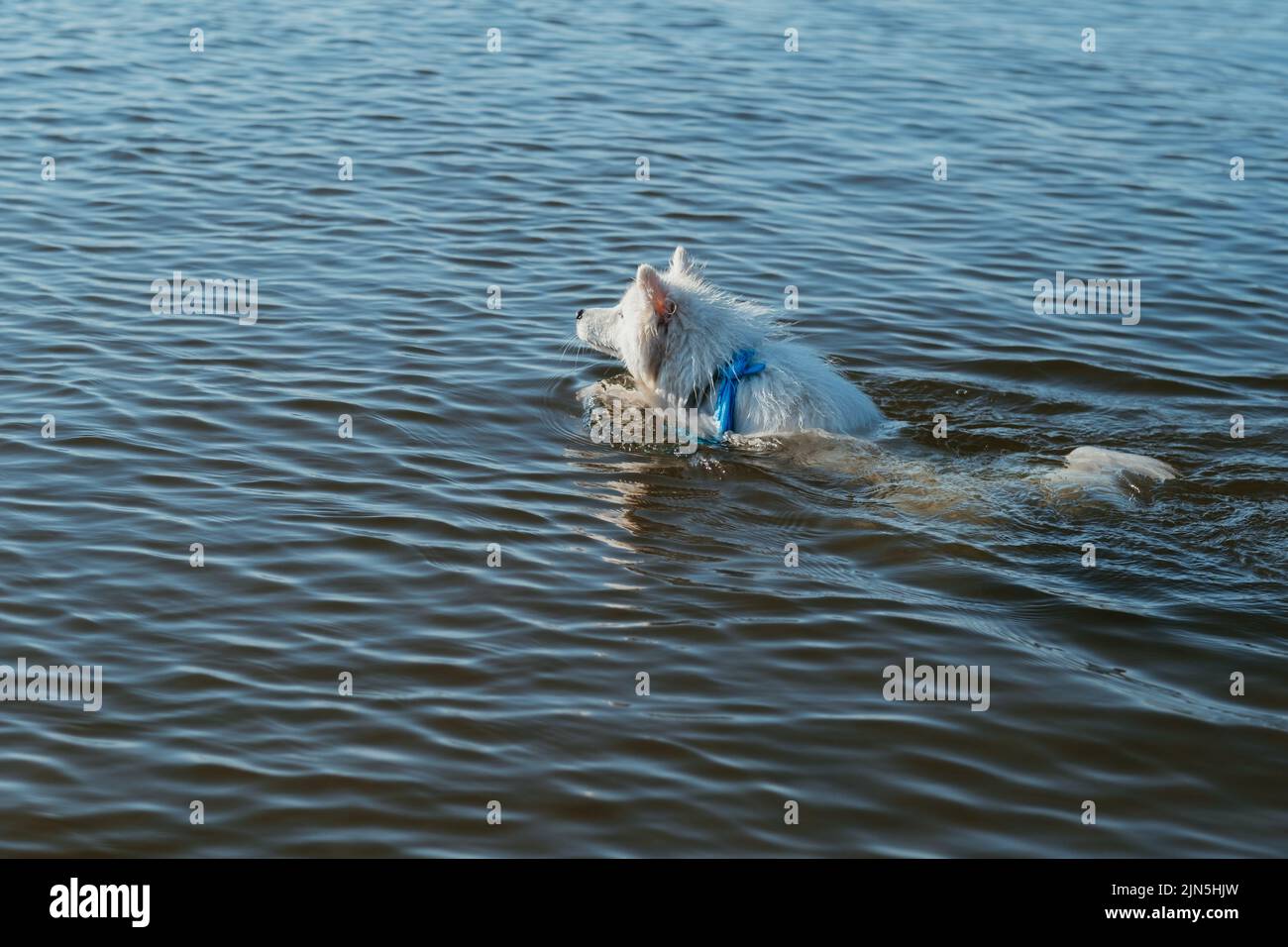 Snow-White Dog Breed Japanese Spitz Swimming in the Lake Water Stock ...