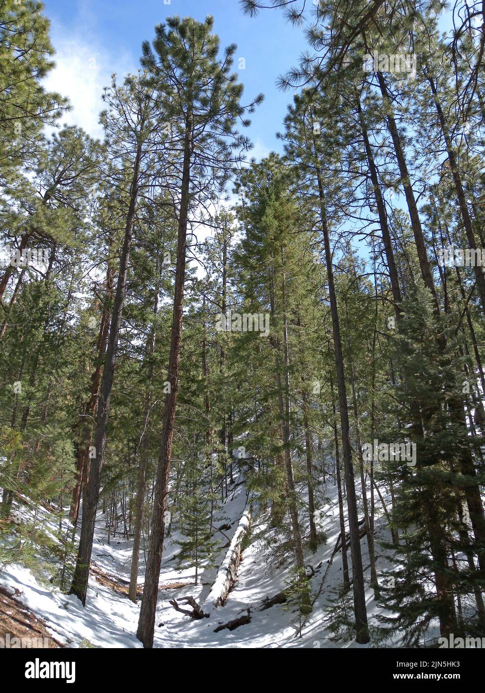 Piñon (Pinus edulis) forest on Chamisa trail. Sangre de Cristo ...