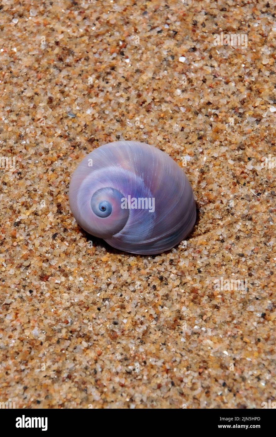 A closeup shot of a violet snail shell on sand Stock Photo - Alamy