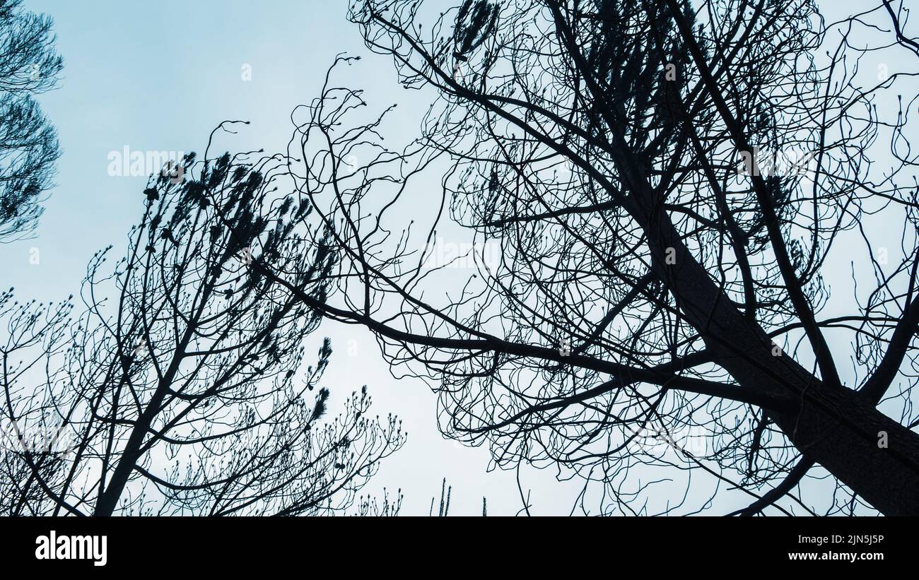 The forests in Pedrogao Grande area in Portugal after wildfires Stock ...
