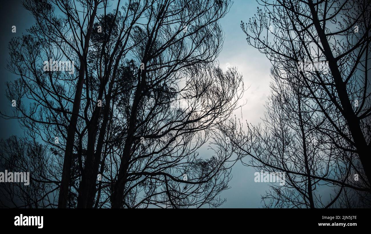 The forests in Pedrogao Grande area in Portugal after wildfires Stock ...
