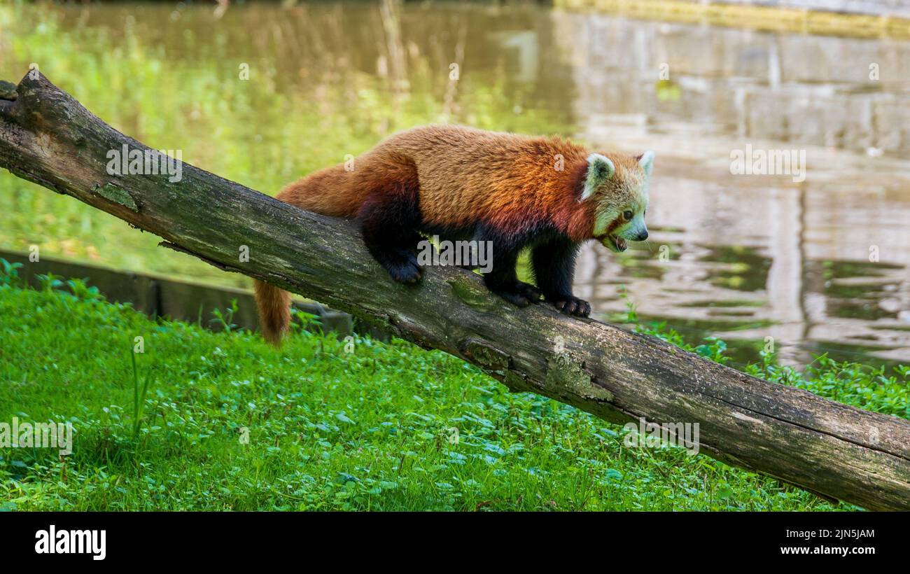 Panda on log hi-res stock photography and images - Alamy
