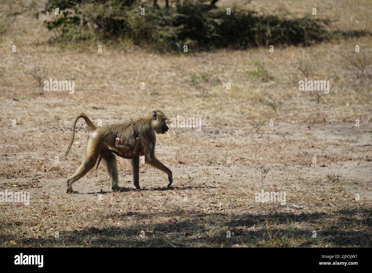 A baboon walking on all fours in the yellow field with bushes Stock ...
