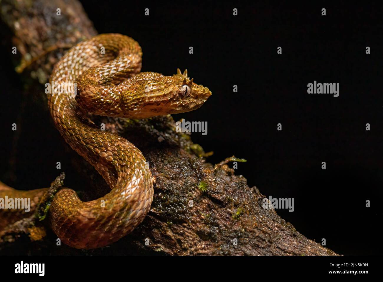 A closeup of a venomous pitviper (Craspedocephalus puniceus) crawling ...