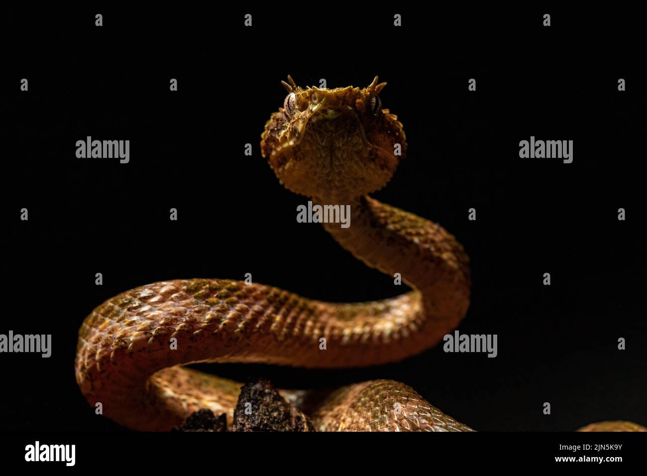 Craspedocephalus puniceus hi-res stock photography and images - Alamy