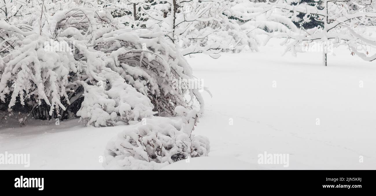 Snowy plants lit by the sun, winter blurred nature background. Forest ...
