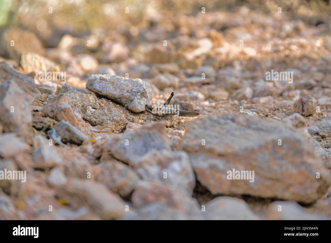 Cricket on a rocky soil ground at Sabino Canyon State Park in Tucson ...