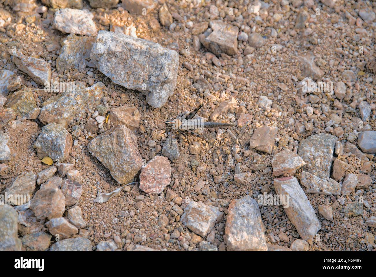 Camouflaged cricket on a rocky soil at Sabino Canyon State Park in ...