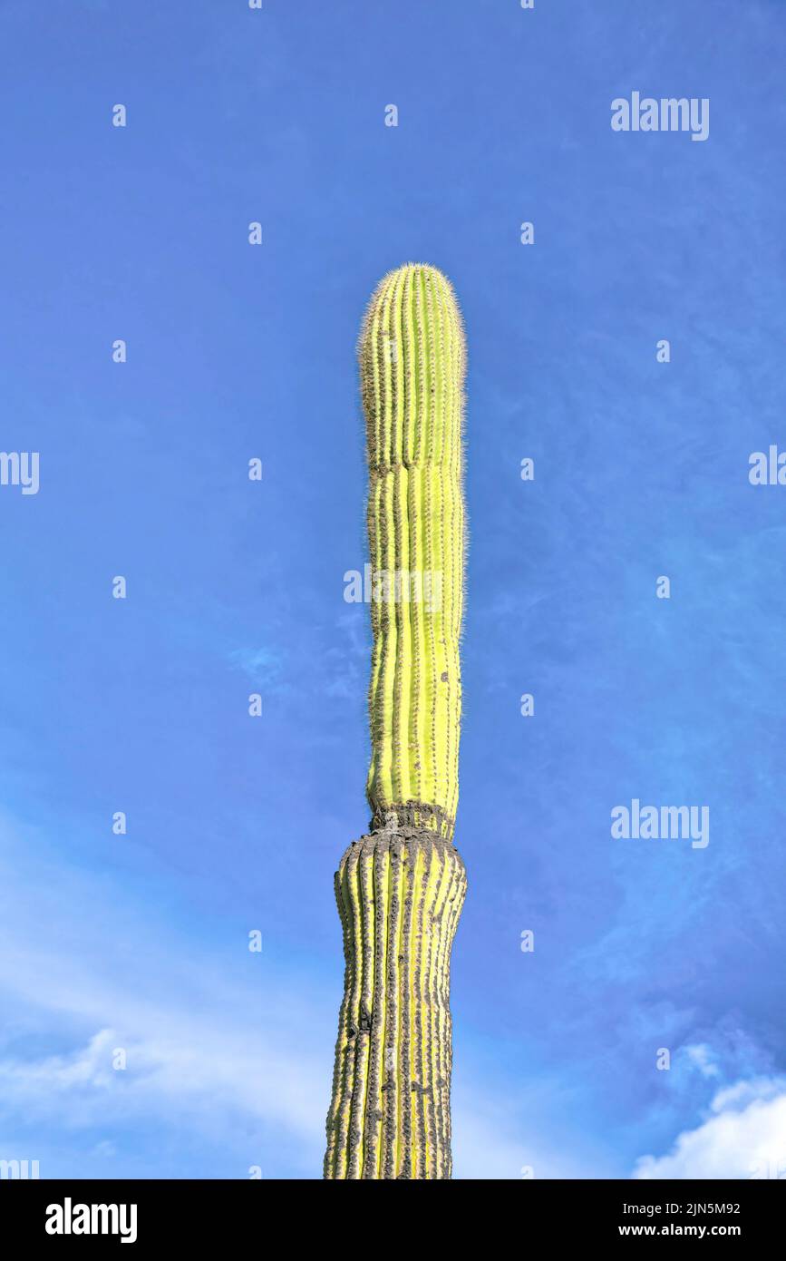 View of saguaro cactus from below at Sabino Canyon State Park in Tucson ...