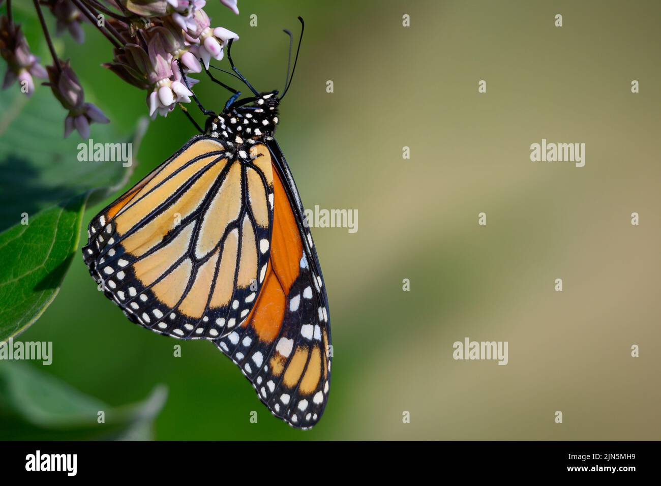A closeup of the monarch butterfly on a common milkweed flower Stock ...