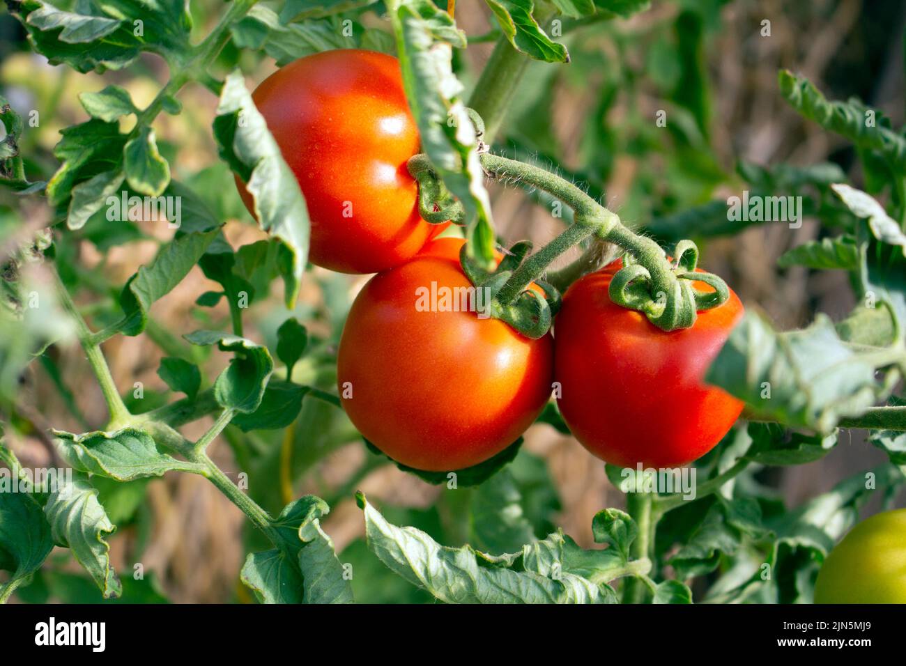 Macro of three fresh tomato fruits in a summer greenhouse Stock Photo ...
