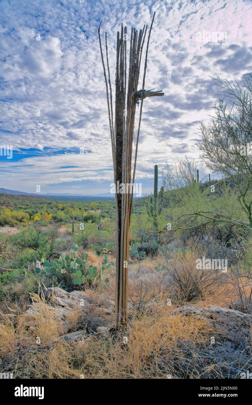 Dead cactus at Sabino Canyon State Park in Tucson, Arizona. Lone dead ...