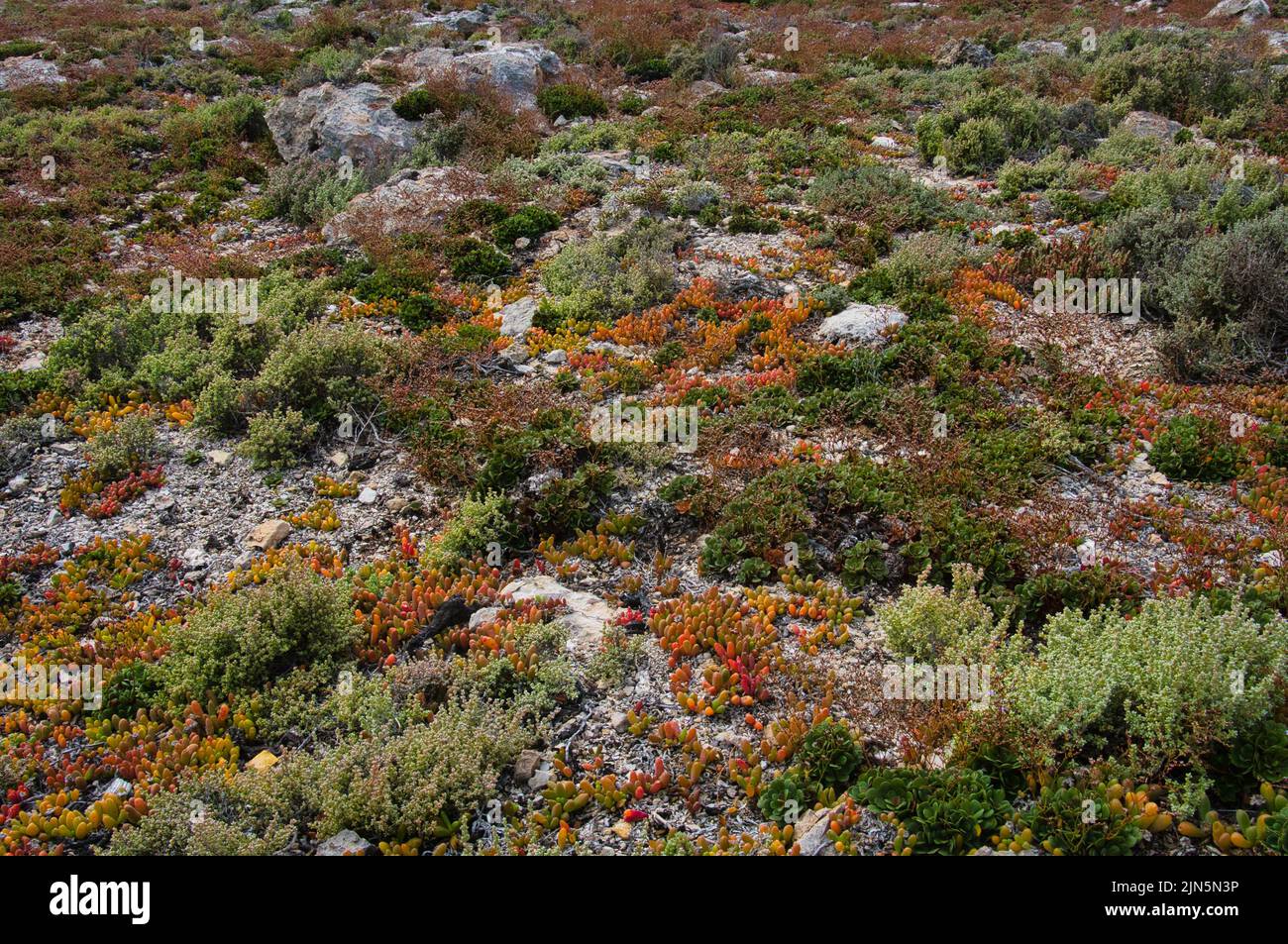 Colourful salt loving vegetation, consisting of low-growing plants and ...