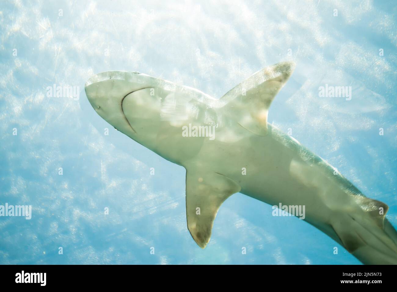 A low angle shot of a shark at Atlantis Marine Habitat Aquarium in the ...