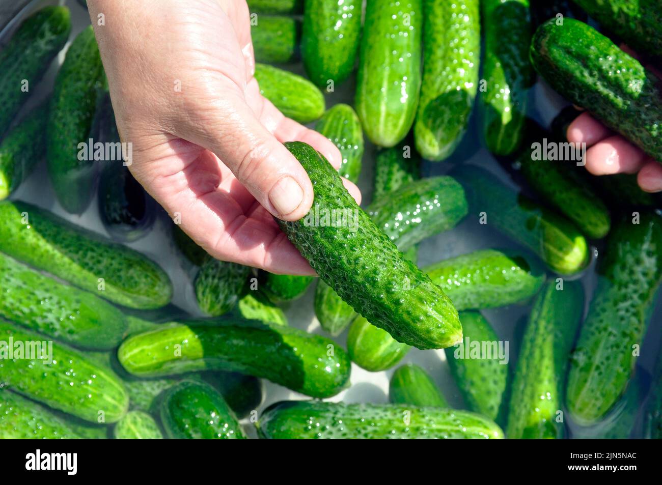 Man washing green cucumber in hi-res stock photography and images - Alamy