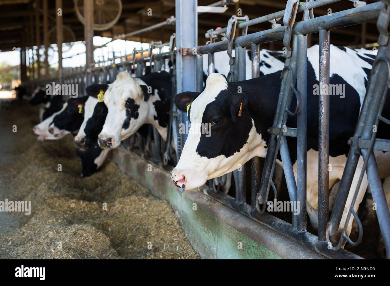 Black cow hay hi-res stock photography and images - Alamy
