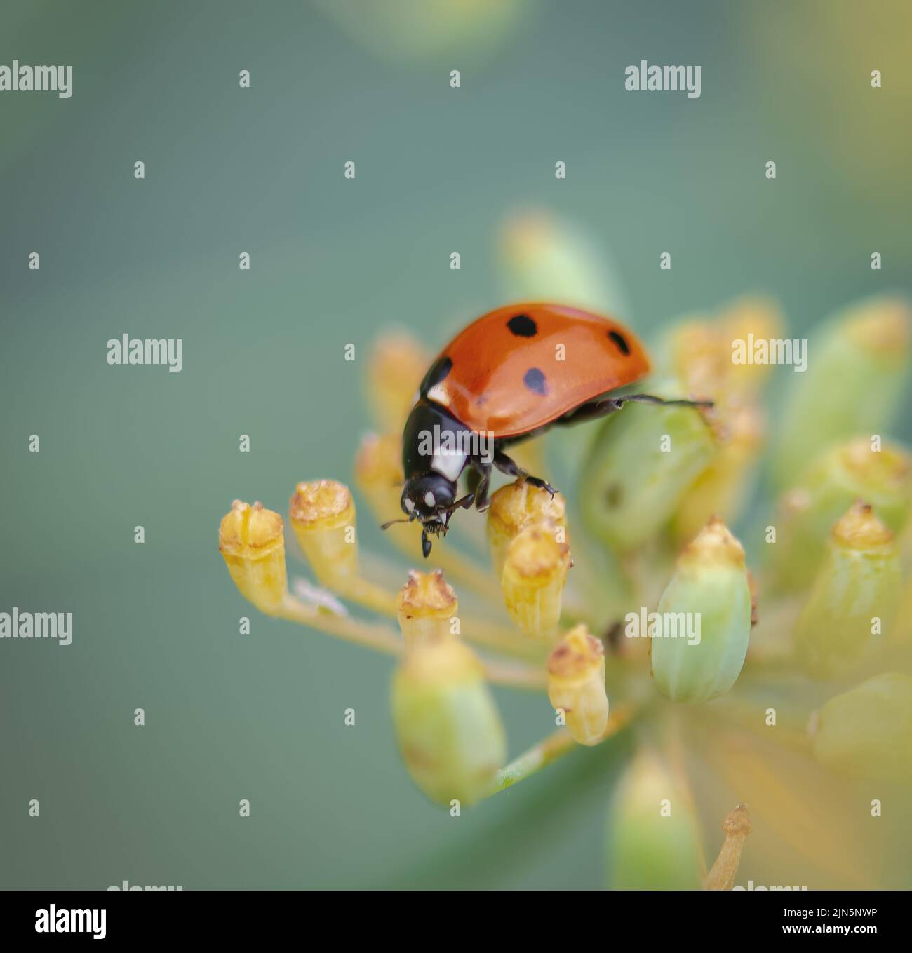 Ladybird on flower closeup Stock Photo - Alamy