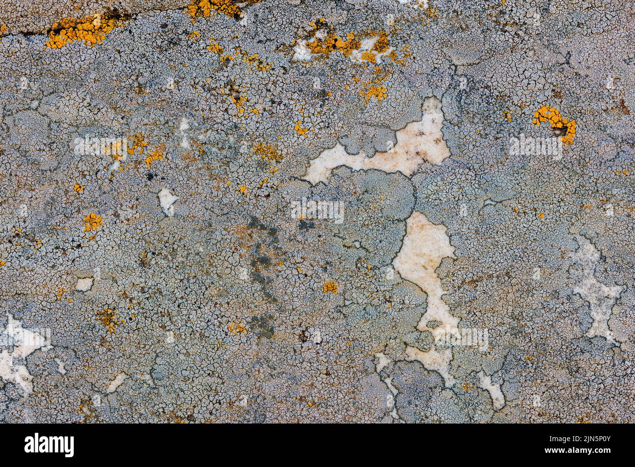 lichen presumably on quartzite sandstone surface under direct sunlight ...