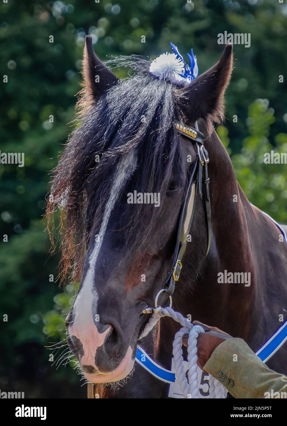 Shire horse in hand Stock Photo - Alamy