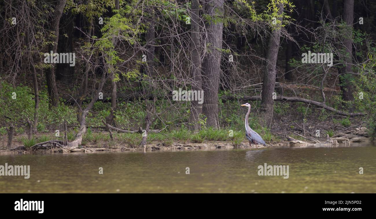 Great blue heron patroling the shores of Jordan Lake in North Carolina ...