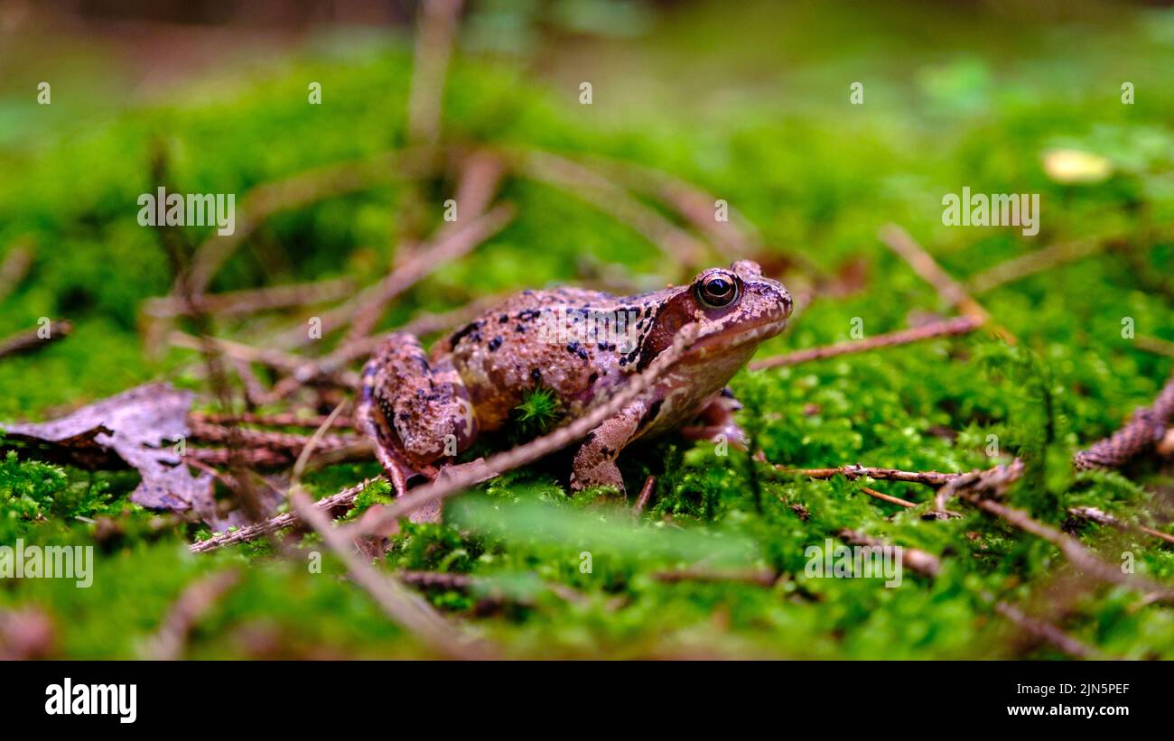 Common frog in Latvian forest, in lush green moss in summer Stock Photo ...