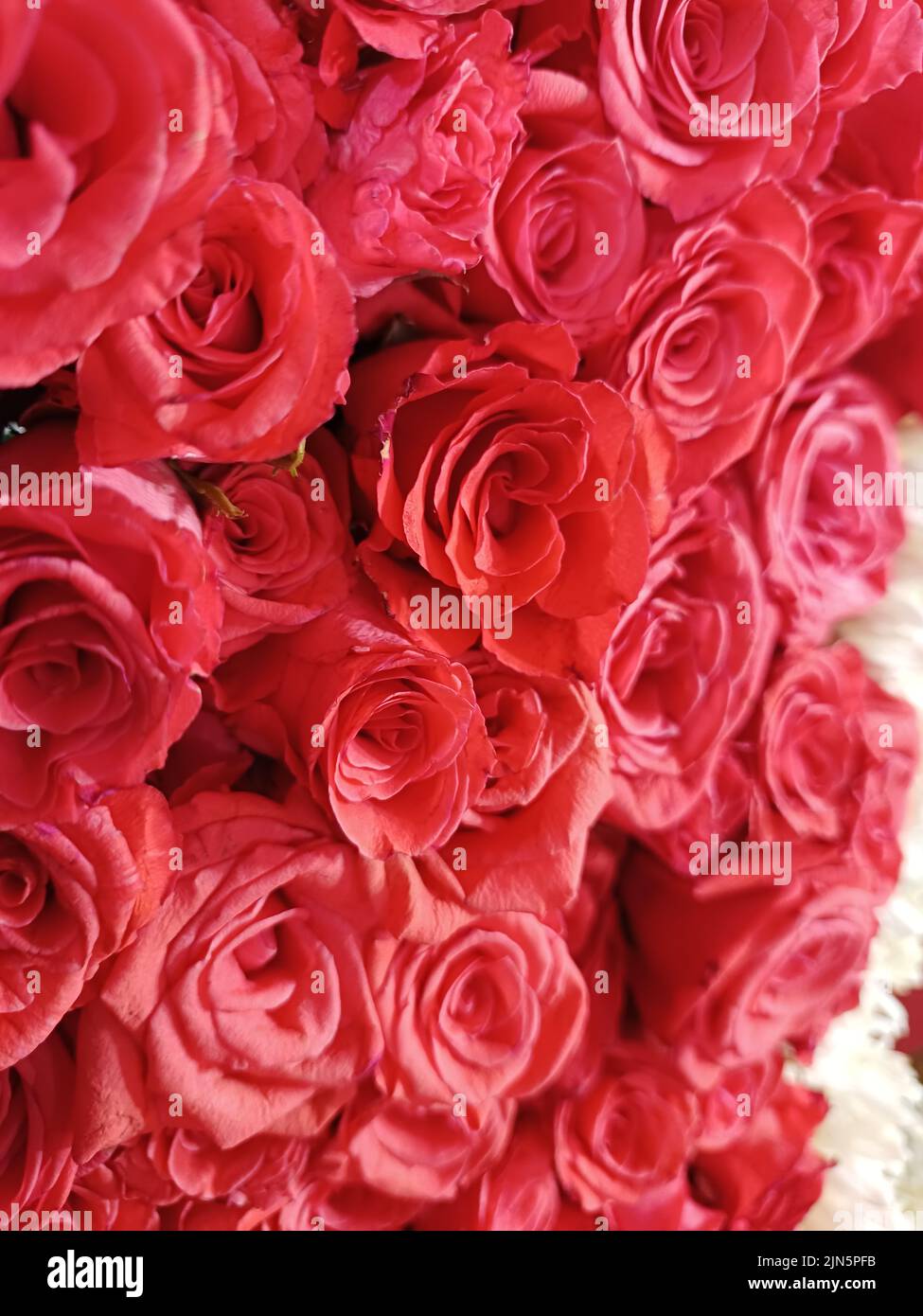 RoseFlower arrangement at flower show at chennai Stock Photo - Alamy