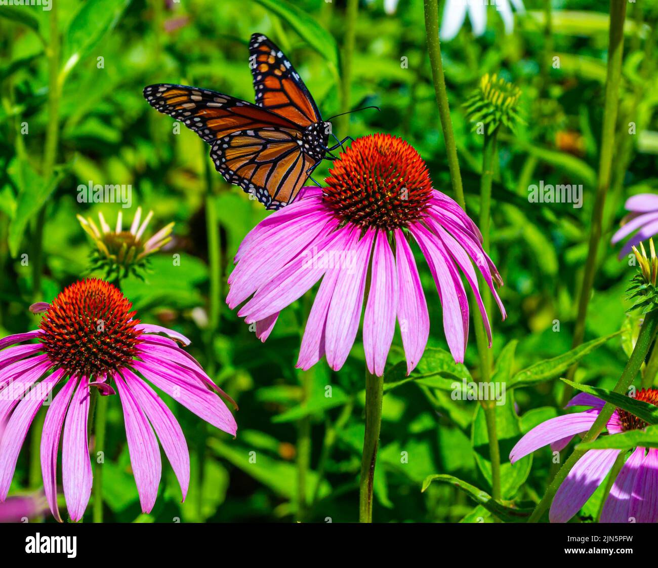 Monarch butterfly in the garden resting on a flower Stock Photo - Alamy