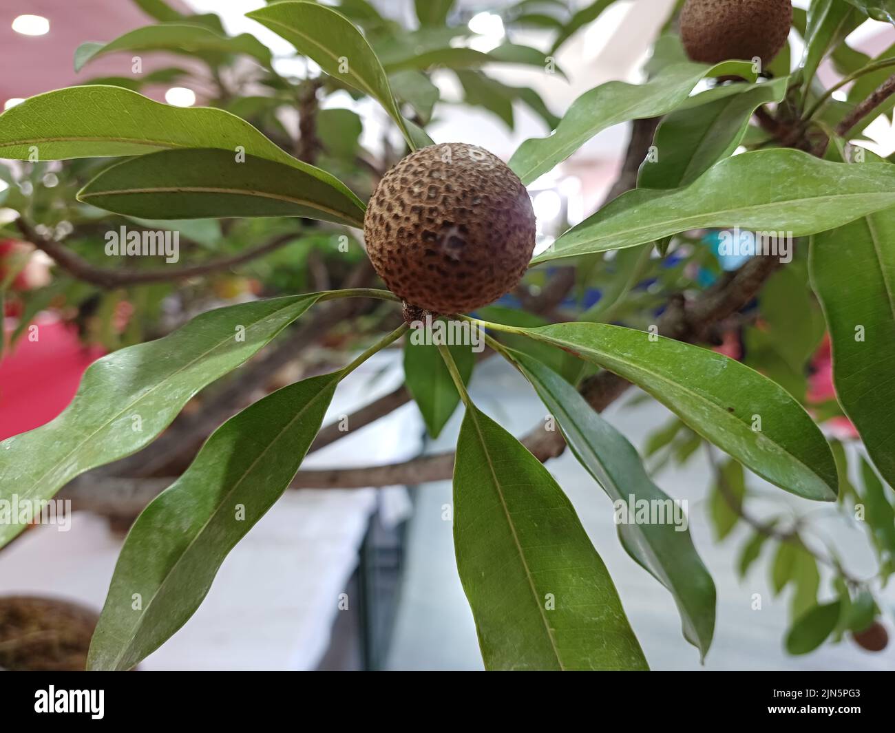 Natural Green Plant at gardem Stock Photo - Alamy