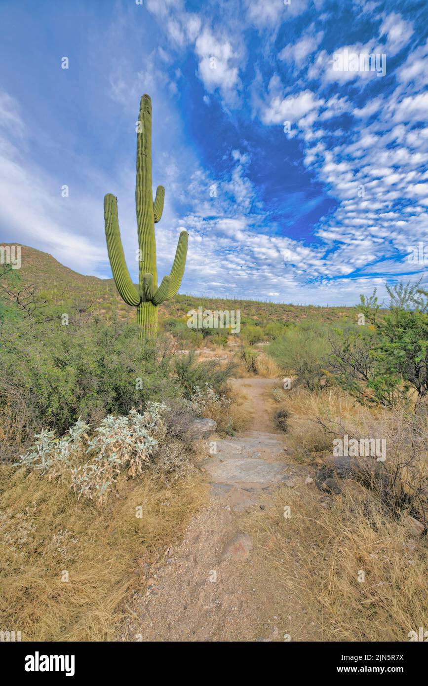 Hiking trail with large saguaro cactus on the side at Tucson, Arizona ...