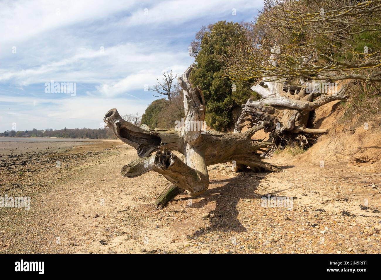 Dead, fallen trees on the beach at Nacton Foreshore, Suffolk, England ...