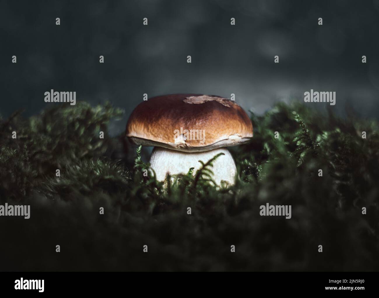 Boletus edulis mushroom in the moss on a dark background. Beautiful ...