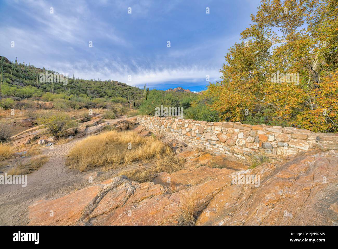 Trail with rock retaining wall across the slope with saguaro cactus in ...
