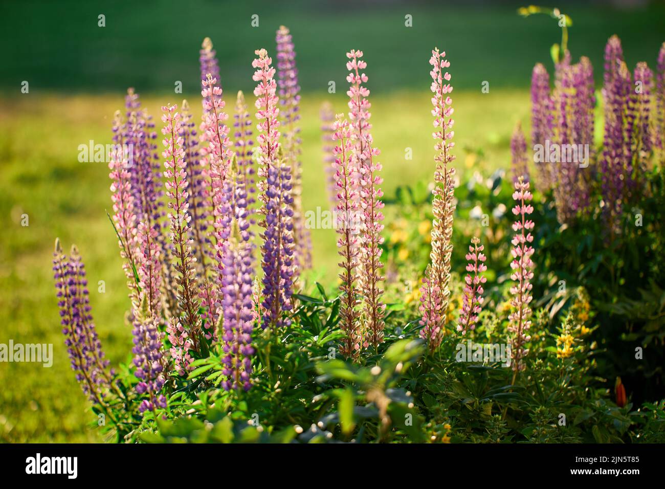 lupinus polyphyllus or blue pod lupine bloom in flower bed on rural ...