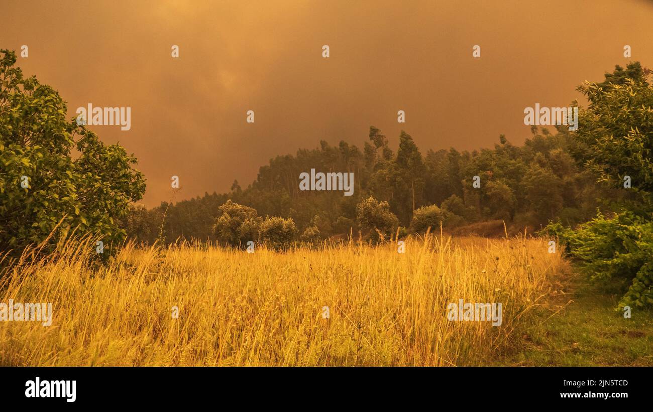 The forests in Pedrogao Grande area in Portugal during wildfires Stock ...