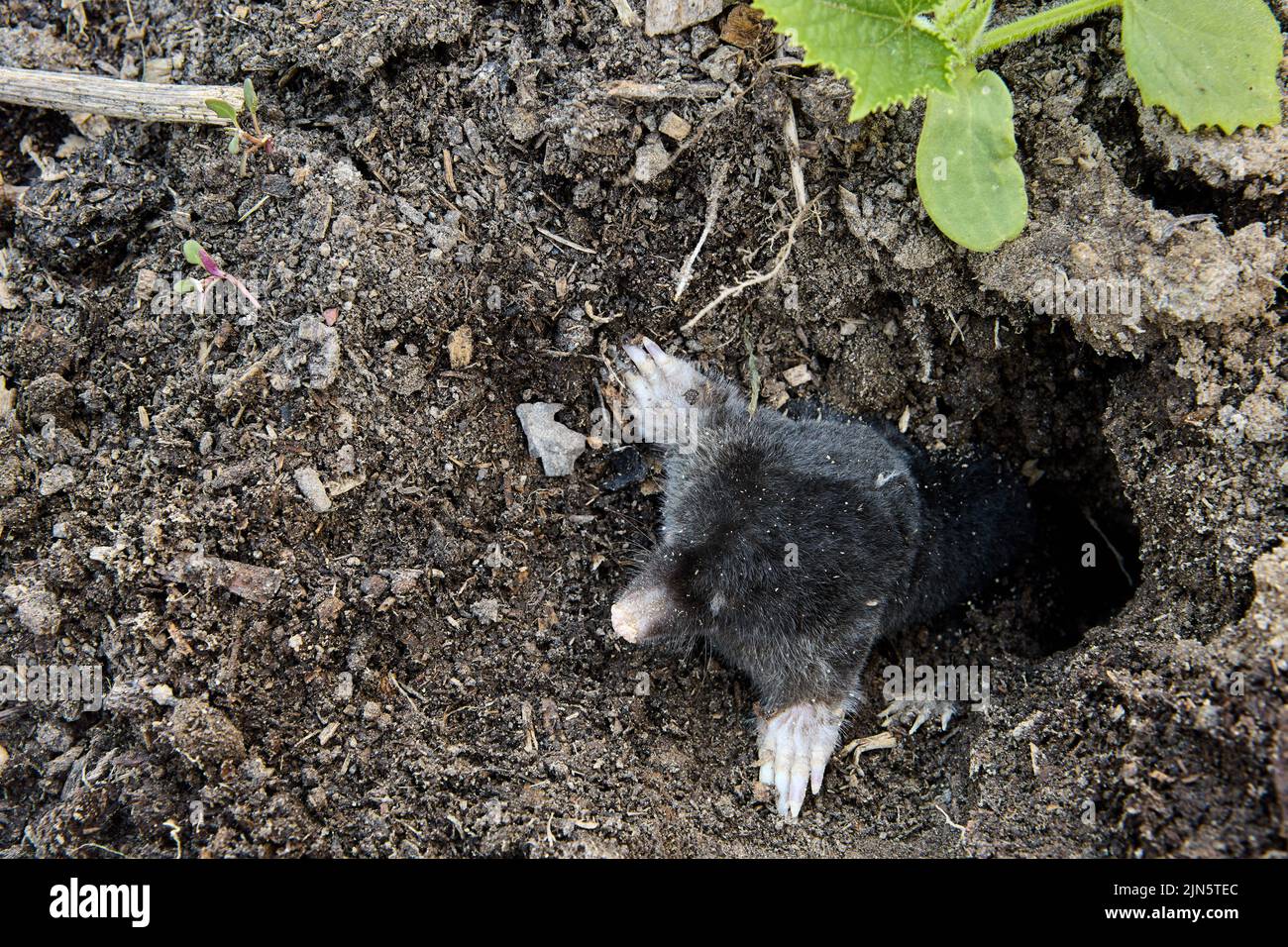 Animal mole crawls out of hole in garden Stock Photo - Alamy