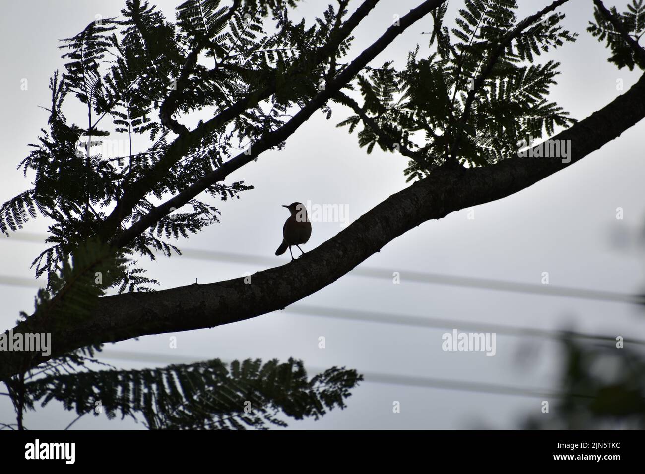 A silhouette of a bird sitting on the tree branch Stock Photo - Alamy