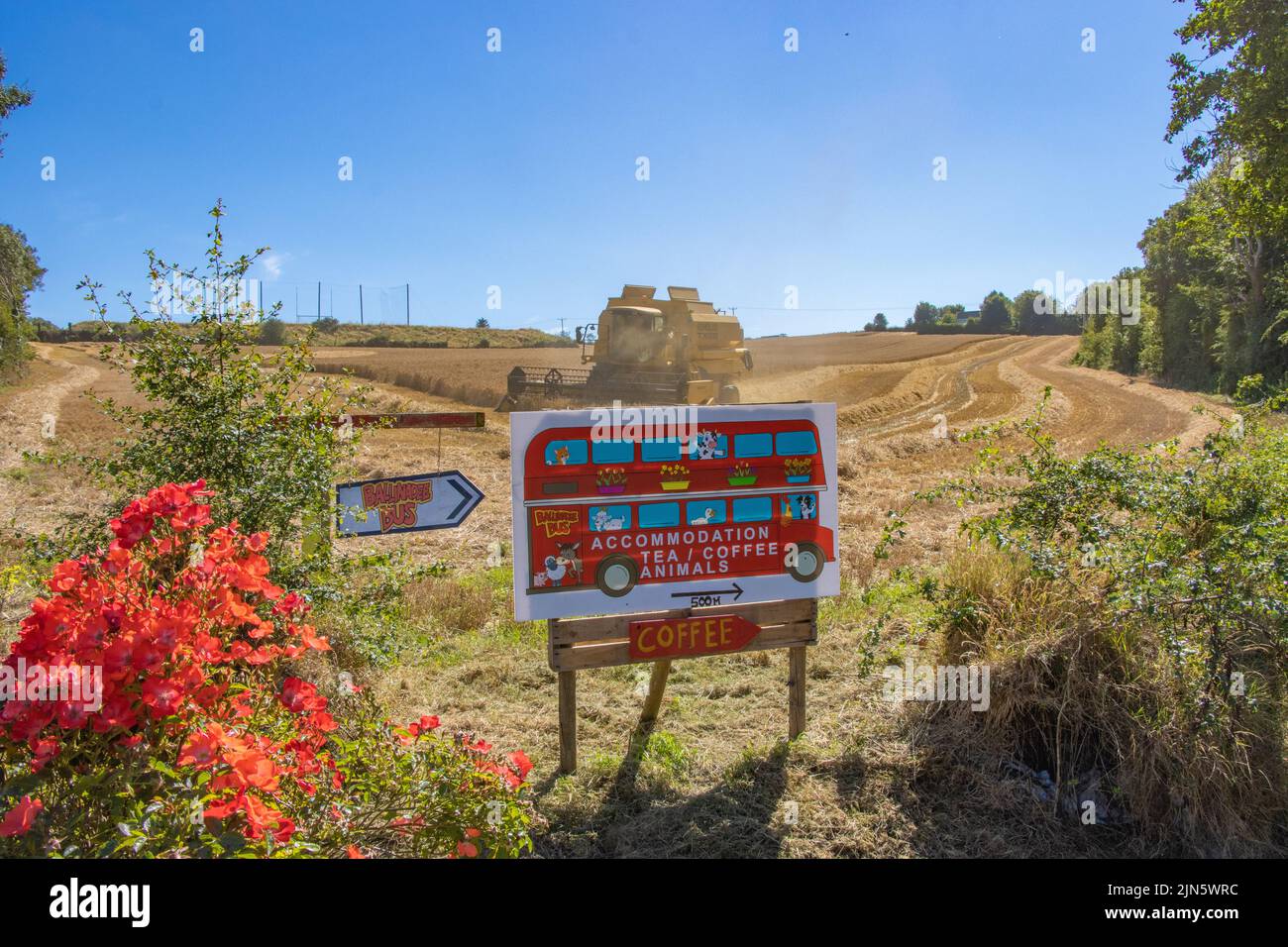 Wheat harvest 2022 at Ballinadee, Co.Cork Stock Photo - Alamy