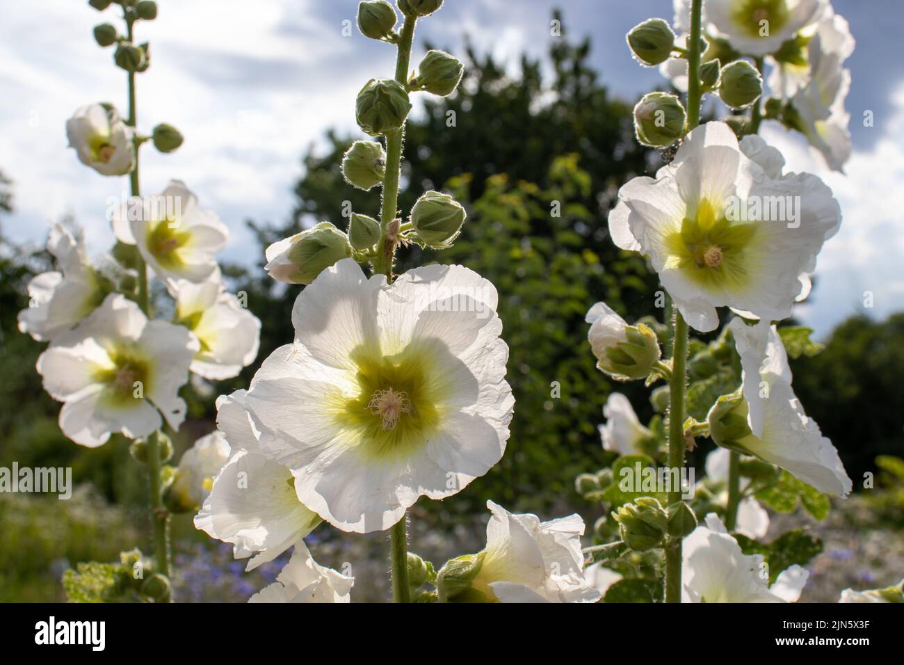 White mallow malva flowers in the summer garden. Close up of white ...