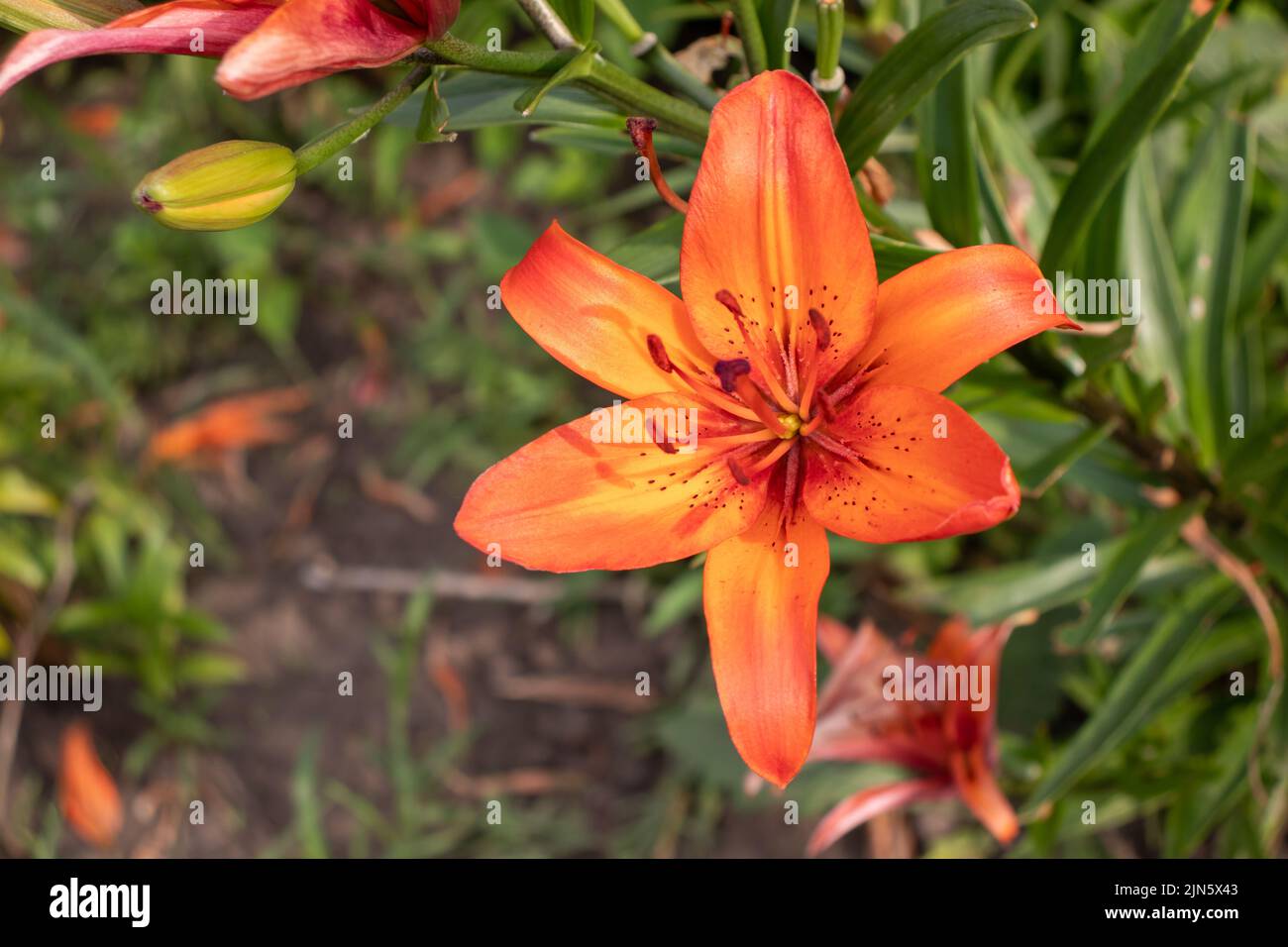 Orange lily in the summer garden. Close-up of lily flowers. Natural ...