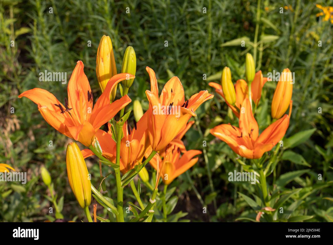 Orange pixie lily hi-res stock photography and images - Alamy