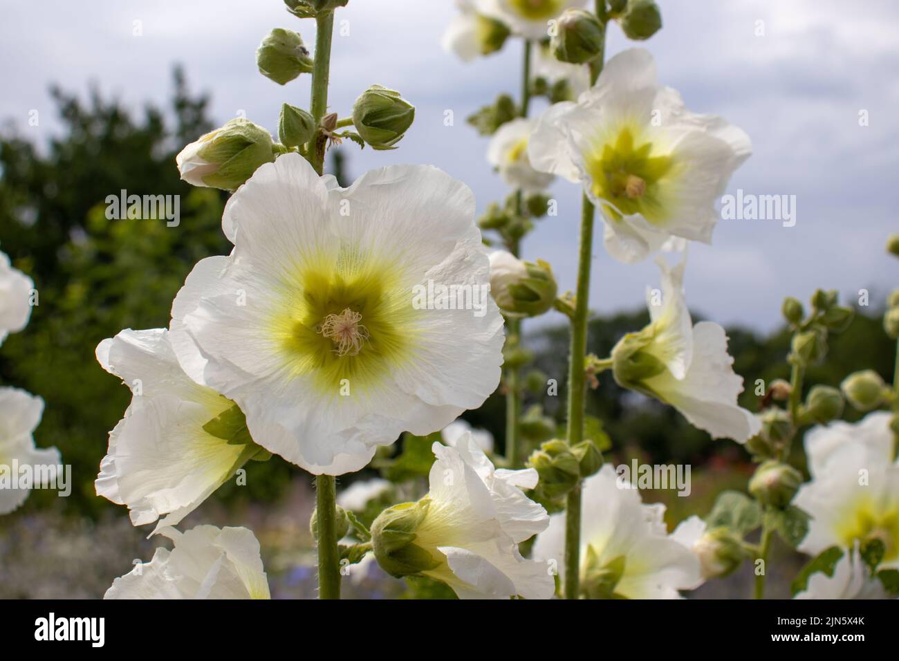 White mallow malva flowers in the summer garden. Close up of white ...