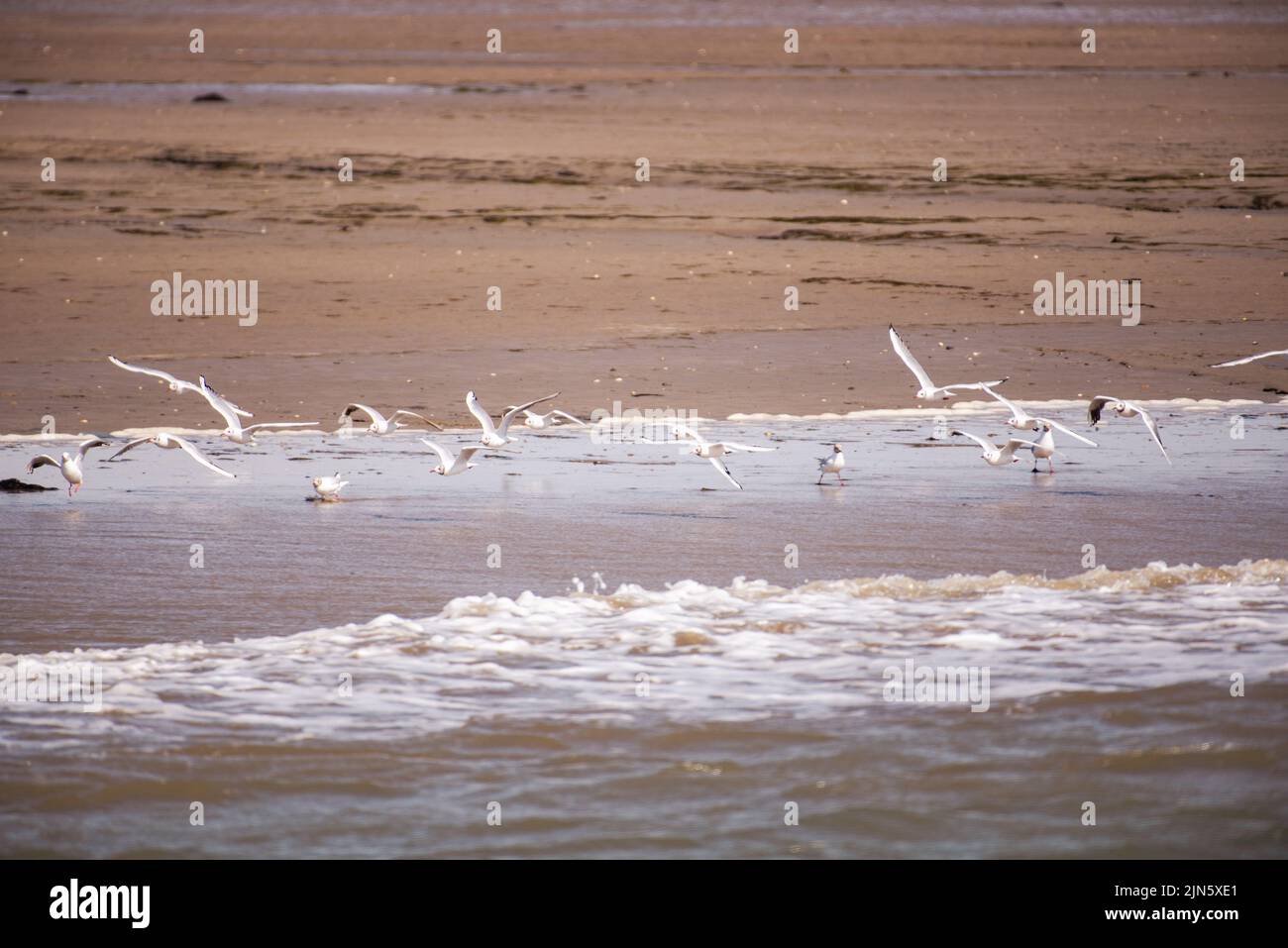 Flock seagulls flies over sea hi-res stock photography and images - Alamy