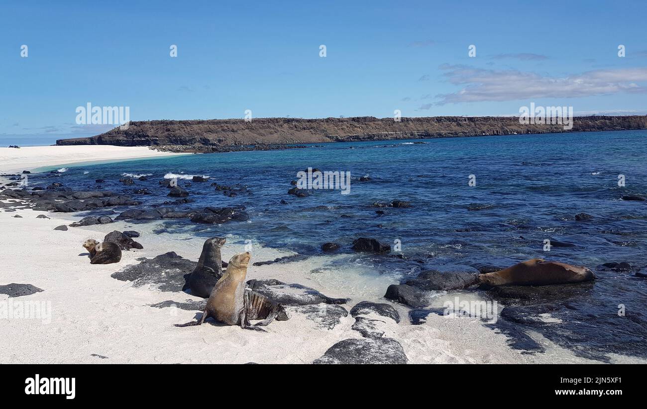 Sea Lions on the white sandy beach on Mosquera Island, Galapagos ...